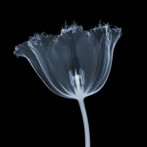 Nick Veasey's X-ray Art: See Things as They Really Are - Arte & Lusso